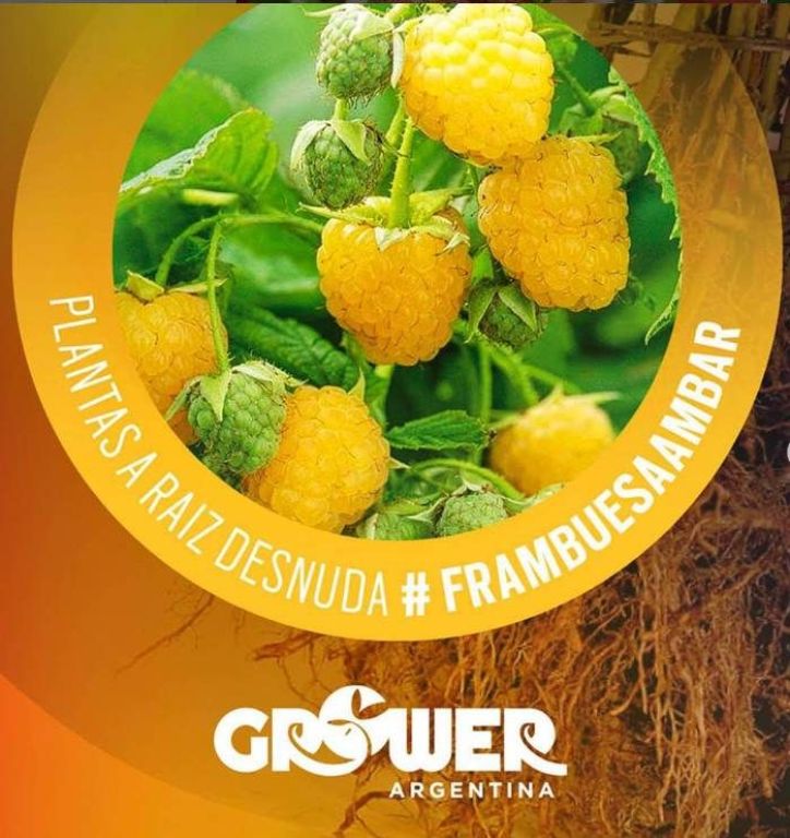 Grower Argentina despacha plantines de fruta fina a todo el país ...