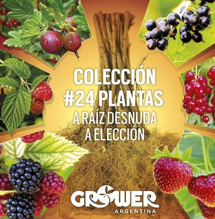Grower Argentina despacha plantines de fruta fina a todo el país ...