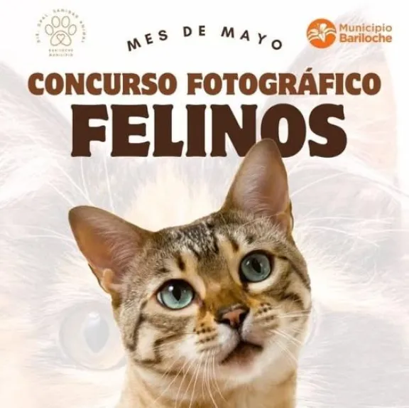 “Tu gato, una estrella”: Sanidad Animal lanza un concurso fotográfico ...