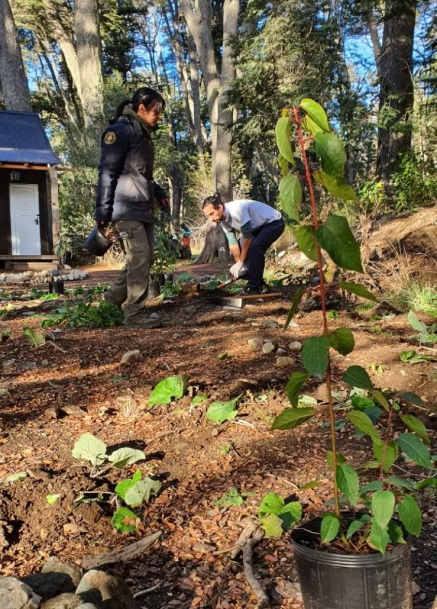 El Parque Nacional Nahuel Huapi impulsa la reforestación y mejoras en ...